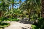 Elche Palm Grove (Palmeral De Elche): A Complete Guide | Explore Costa ...