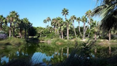 Elche Palm Grove (Palmeral De Elche): A Complete Guide | Explore Costa ...