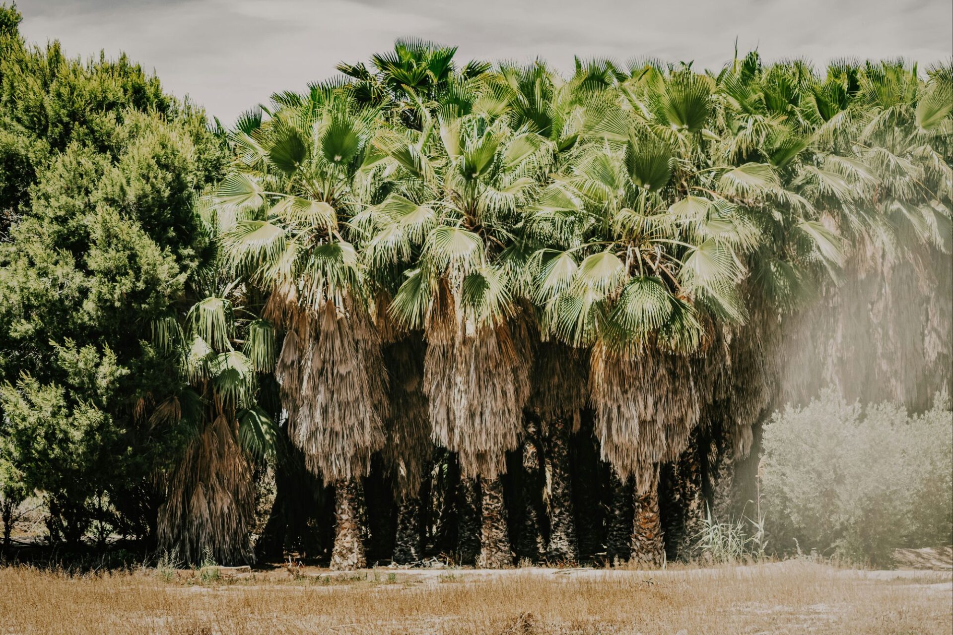 Elche Palm Grove (Palmeral De Elche): A Complete Guide | Explore Costa ...