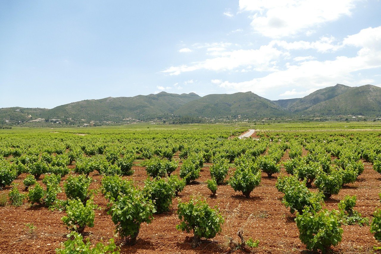 Jalón Winery Tours & Bodegas: Guide & Booking Costs | Explore Costa Blanca