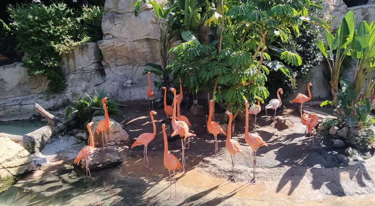 Mundomar Benidorm: Animals To See & Ticket Costs | Explore Costa Blanca
